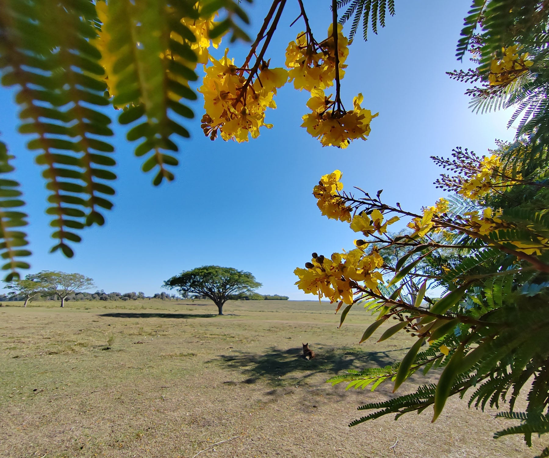 NATIVA™-merino wool | Wool production with respect for nature